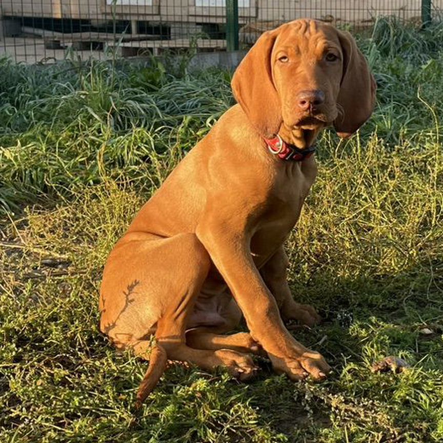 Щенки выжлы