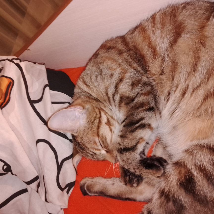 Кошка, ищет домик и добрых хозяев