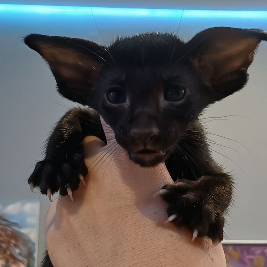 Ориентальный котёнок