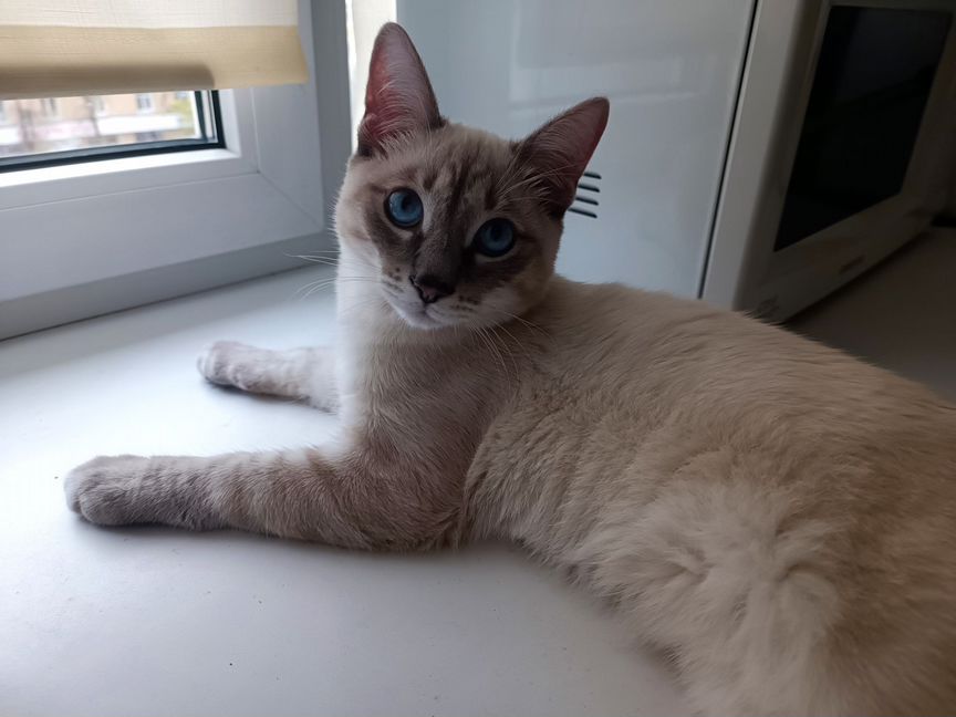 Тайский котенок