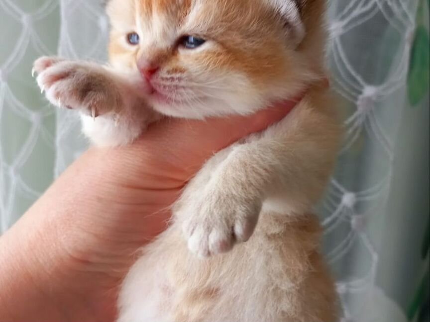 Котята золотая шиншилла