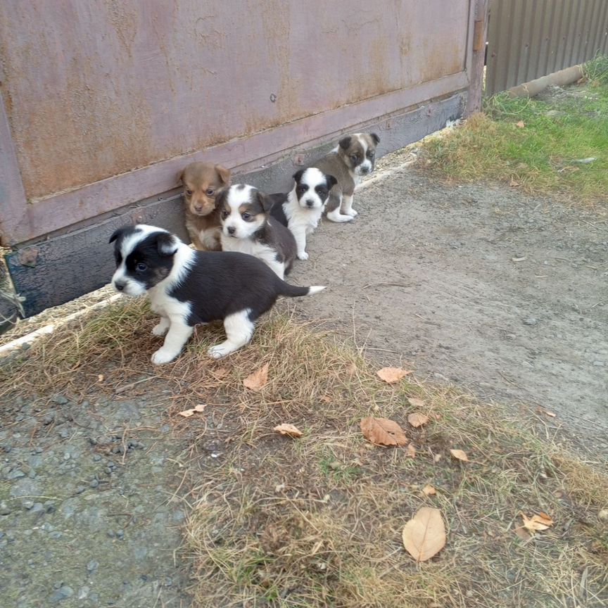 Отдам в добрые руки