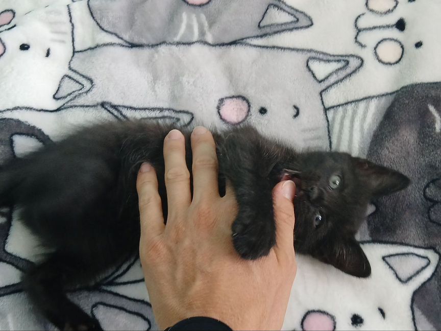 Отдам в добрые руки котенка
