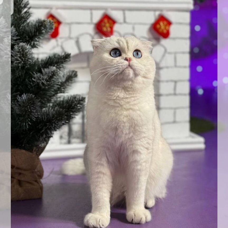 Шотландский вислоухий короткошёрстный, взрослый кот