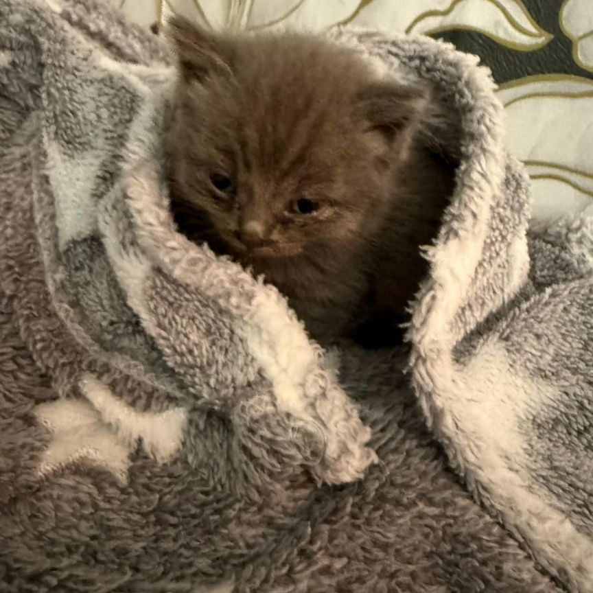 Котята в добрые руки месяц