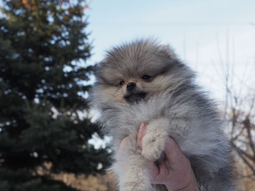 Шпиц маленький в типе мышонка