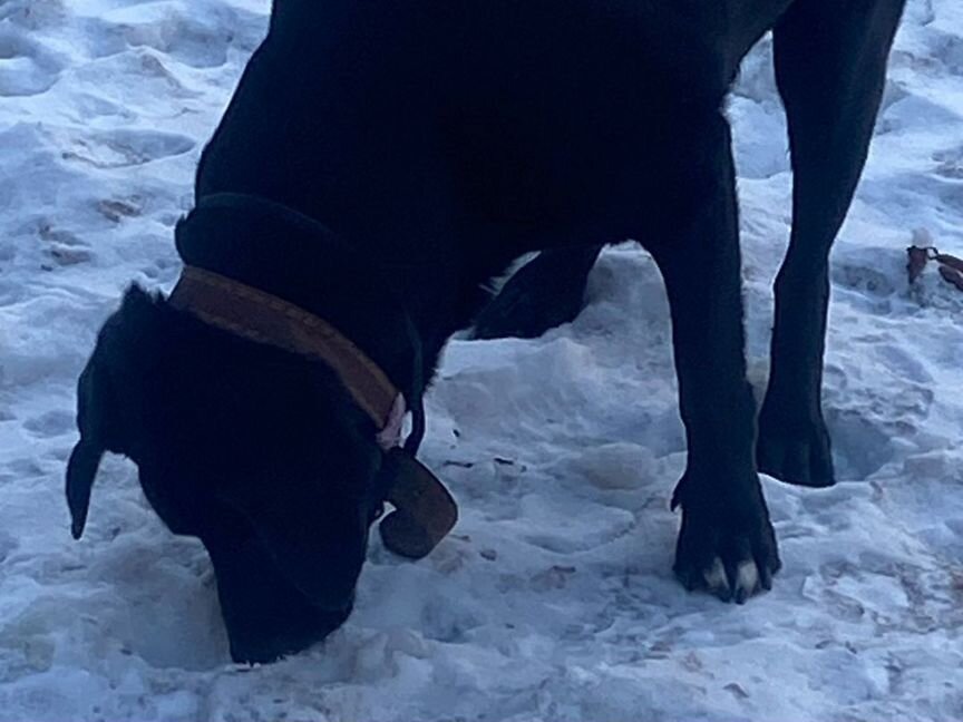 Лабрадор. Кто потерял