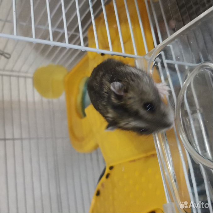 Джунгарский хомяк бесплатно