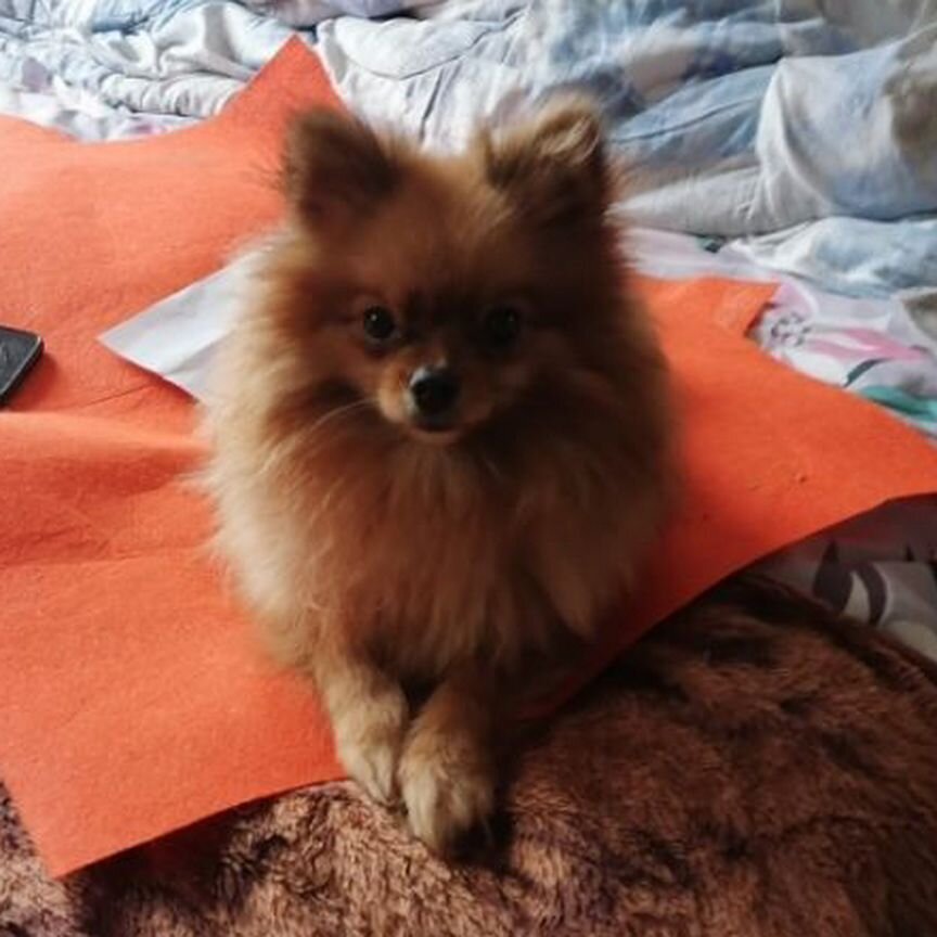 Померанский шпиц, взрослая собака