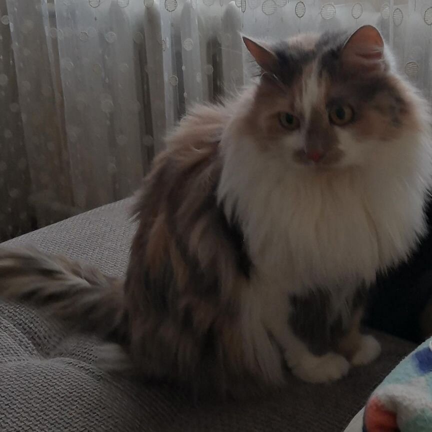 Кошка осталась без дома Очень нужна семья