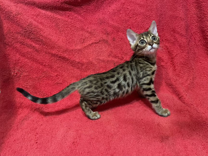 Бенгальская кошка 2 месяца