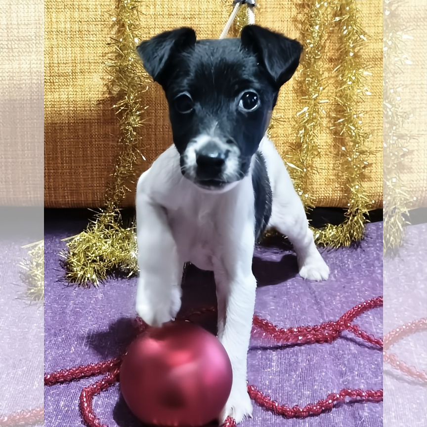 Фокстерьер, щенок