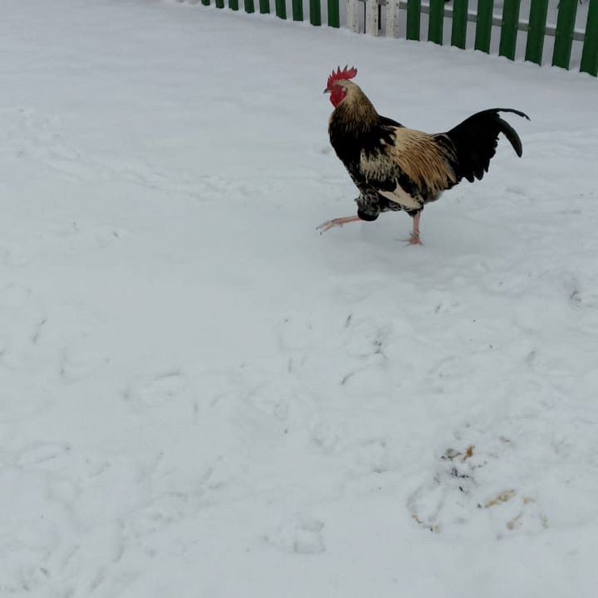 Куры петухи