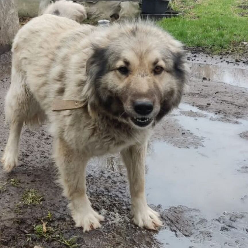 Собака в добрые руки отдам бесплатно