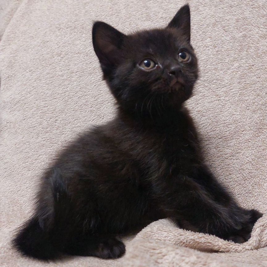 Шотландские плюшевые котята