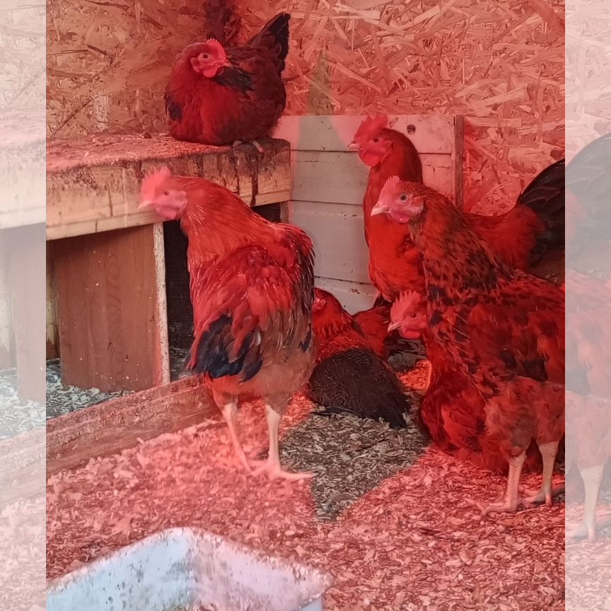 Молодые петушки. Породы кучинские, юбилейный