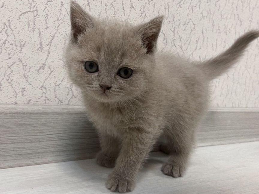 Британские котята