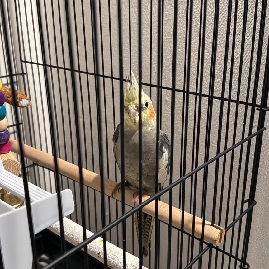 Попугай корелла с клеткой