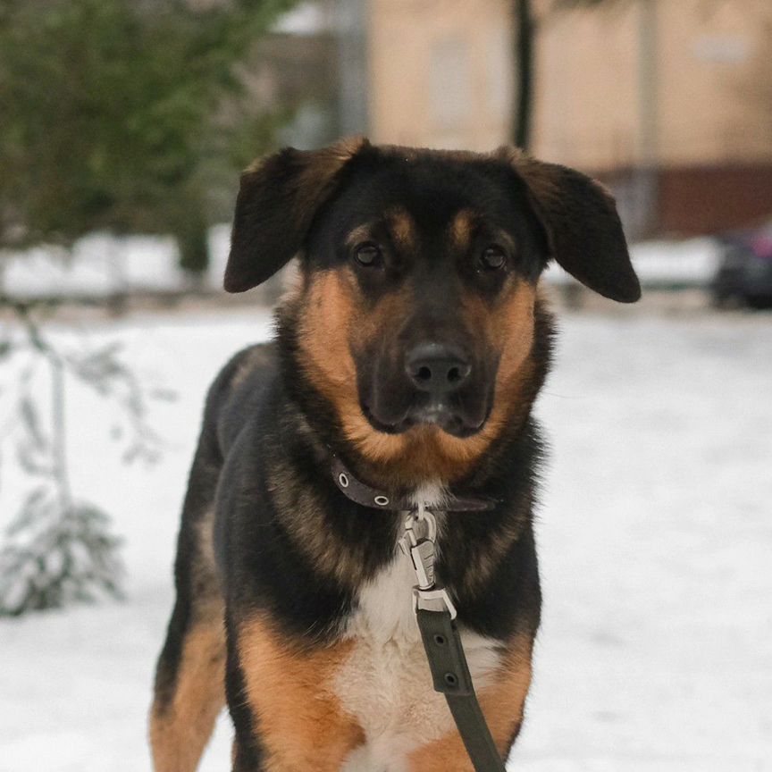 Щенки из приюта: подросток Сэнди