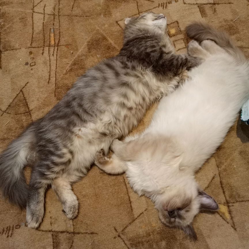 Отдам котят в добрые руки