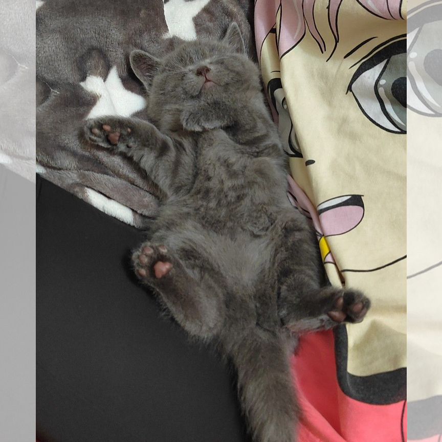 Британские котята