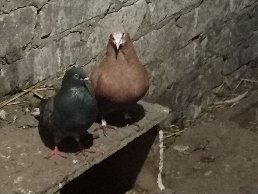 Продажа николаевских голубей