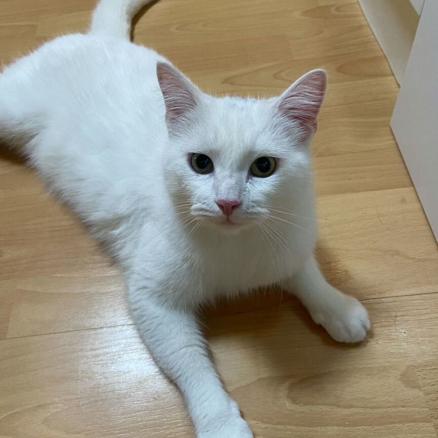Коты в добрые руки