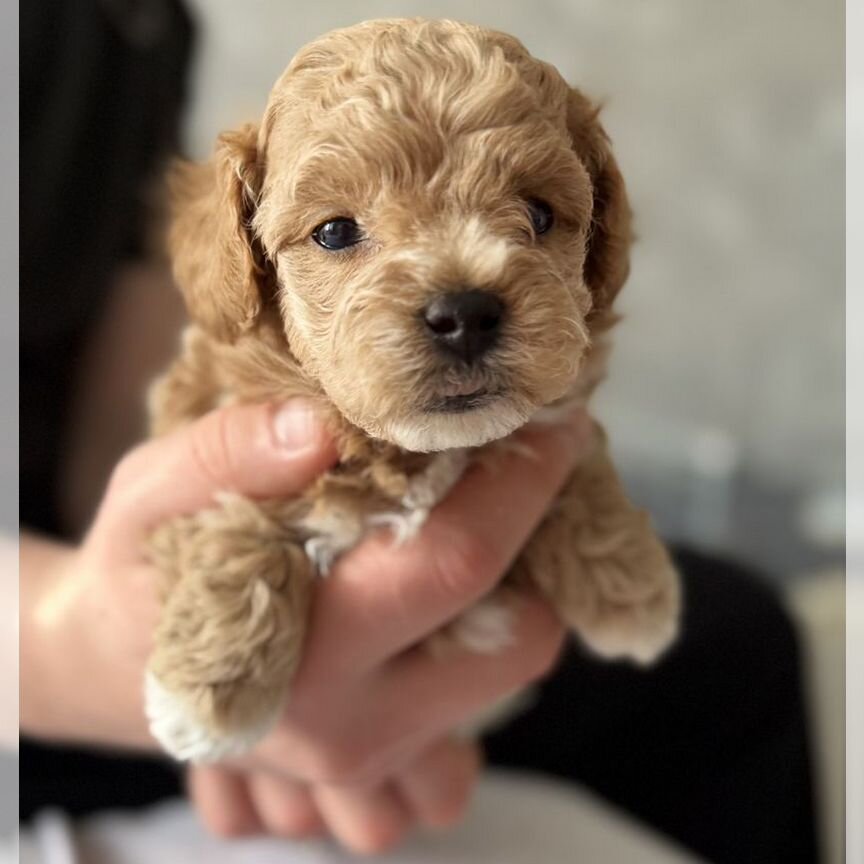 Мальтипу, щенок