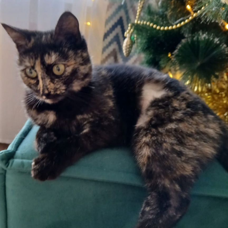 Волшебная котейка в дар