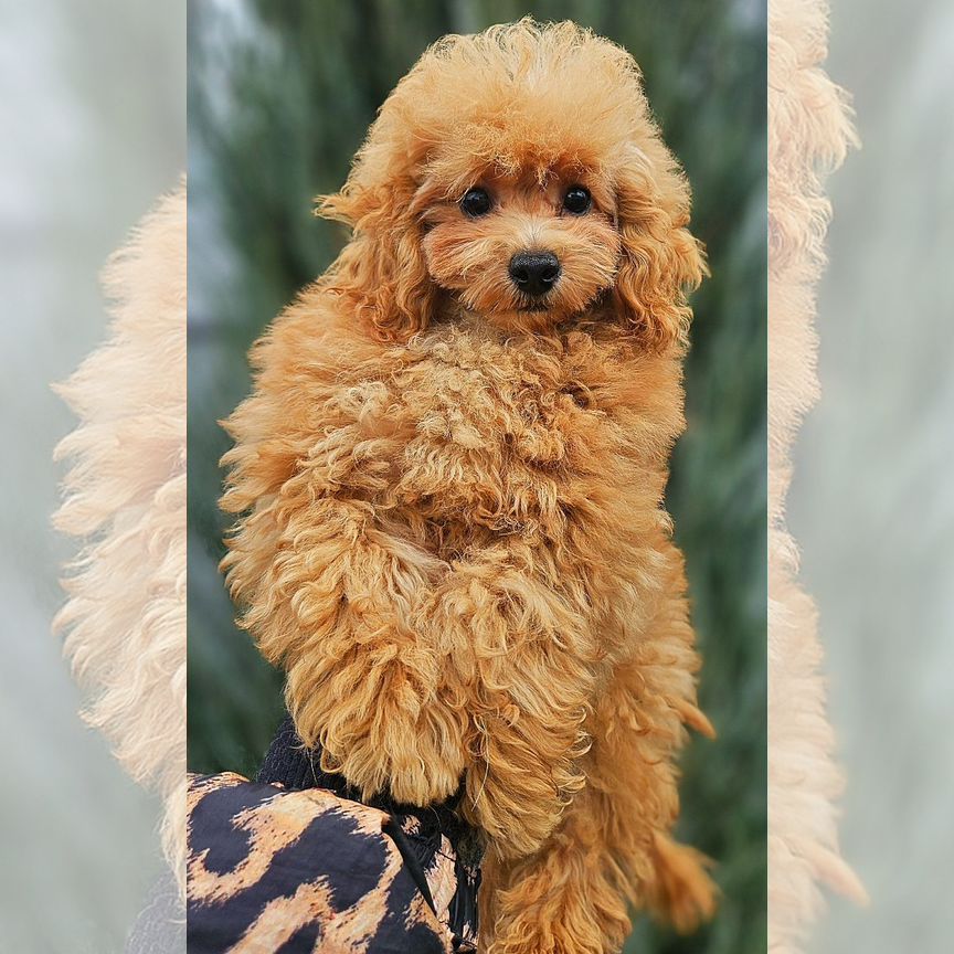 Той-пудель, щенок