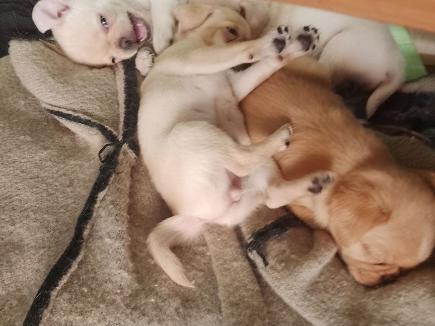 Щенки Брабансоны