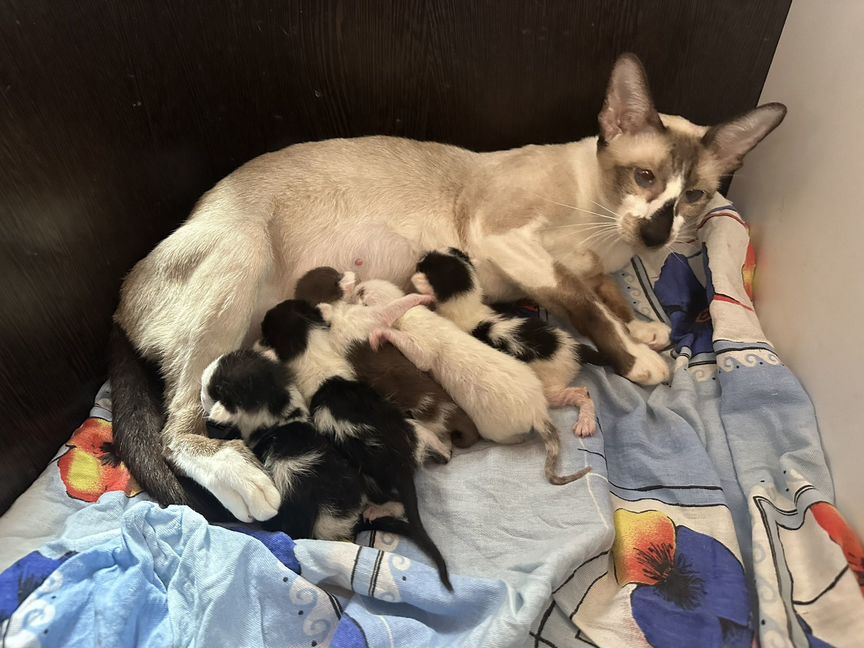 Котята орики бронирование