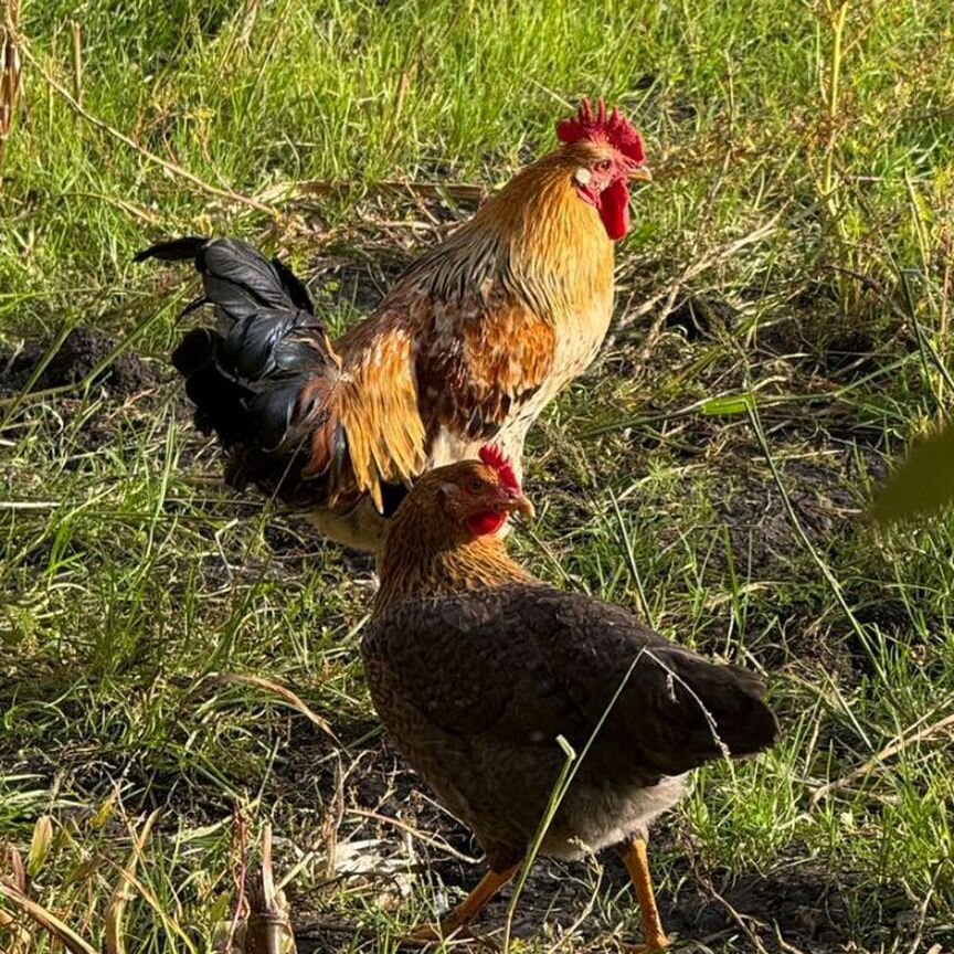 Петух смирновский