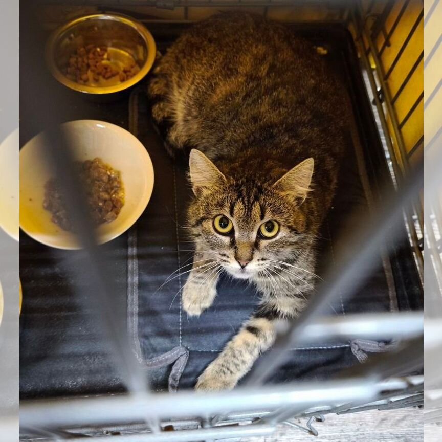 Взрослая, Девочка кошка в добрые руки