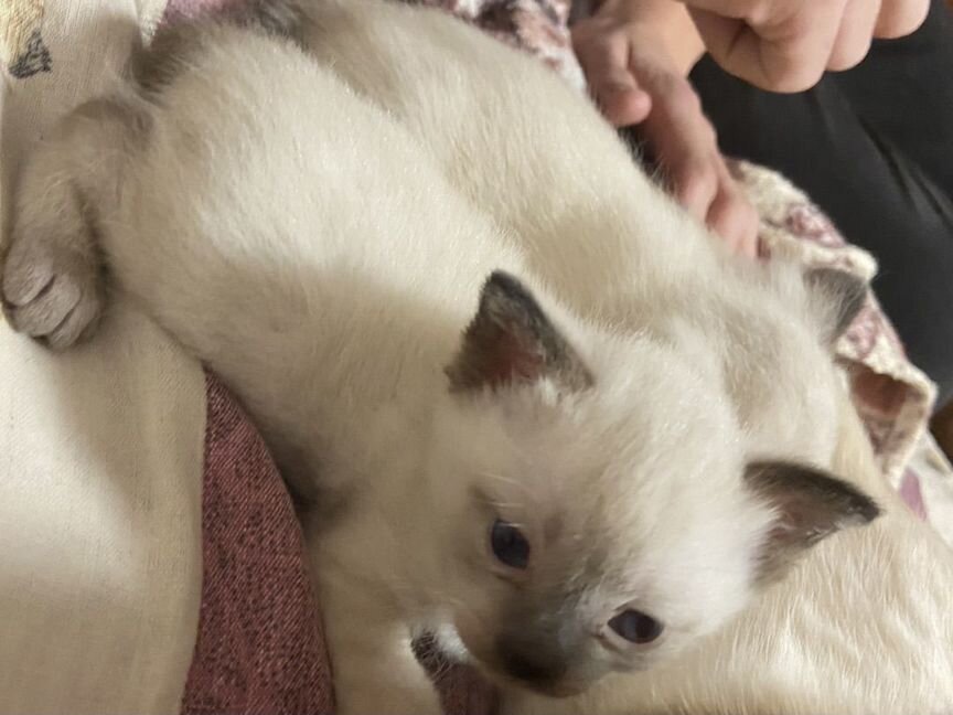 Кошка