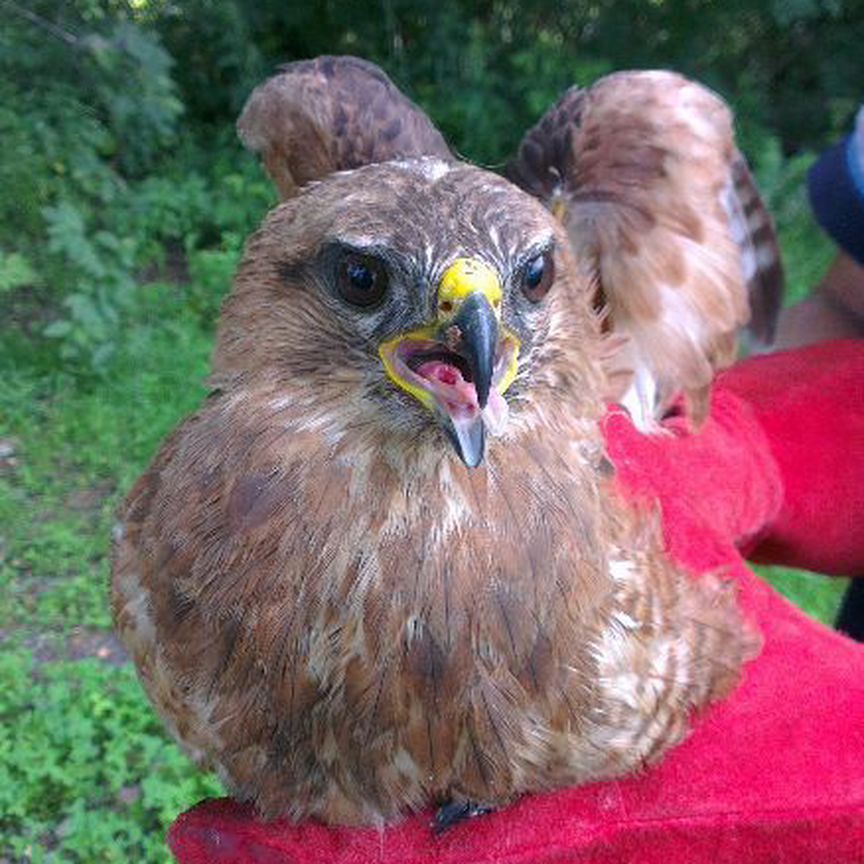 Реабилитация хищных и зерноядных птиц