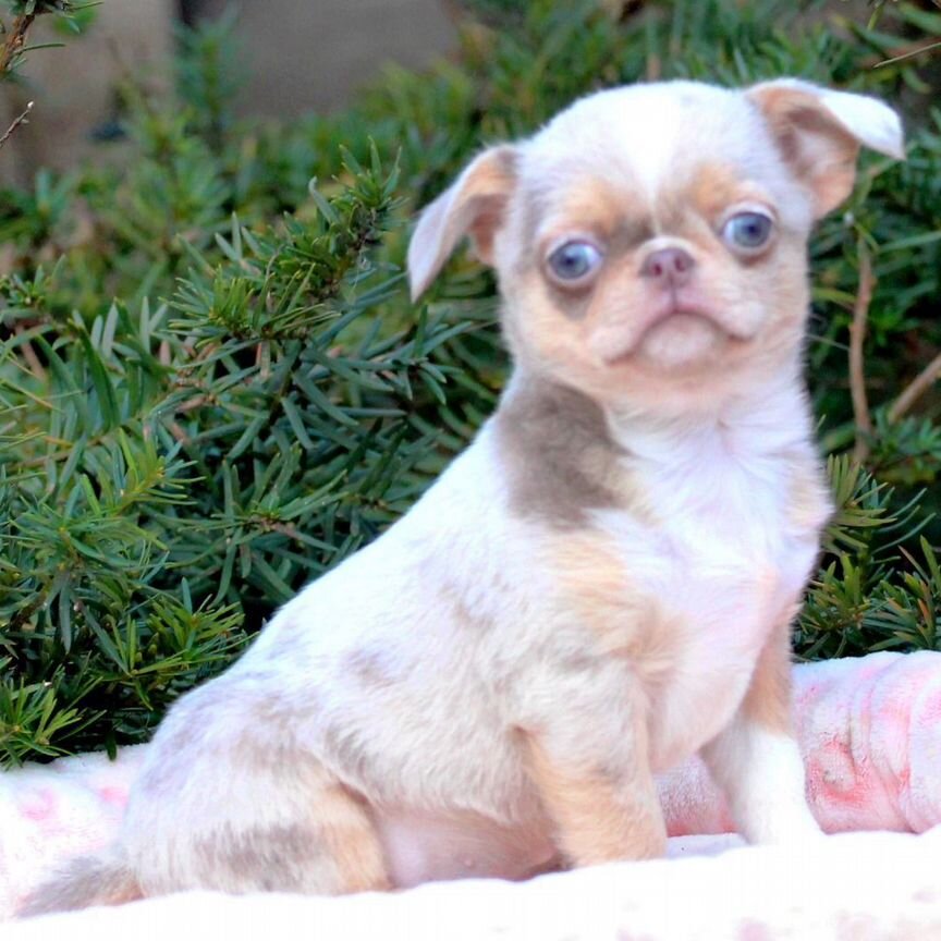 Эксклюзивный мальчик чихуахуа