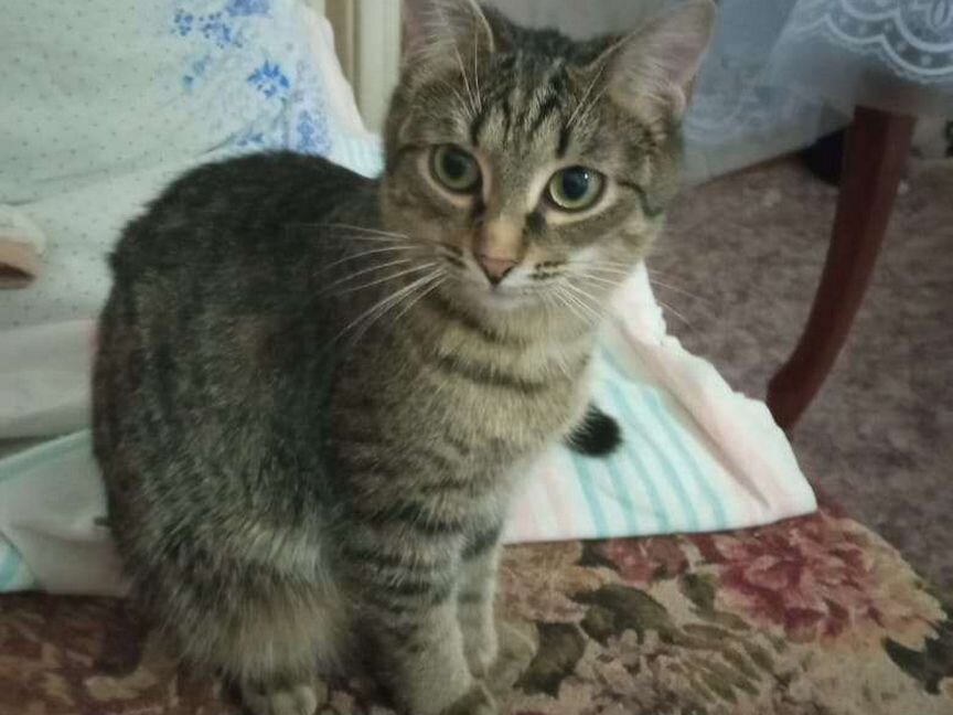 Кошка