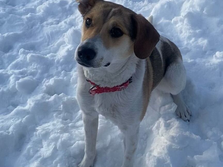 Джек Рассел терьер