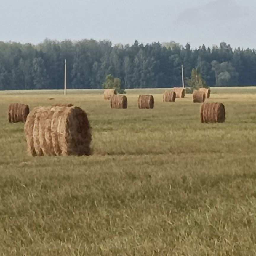 Сено