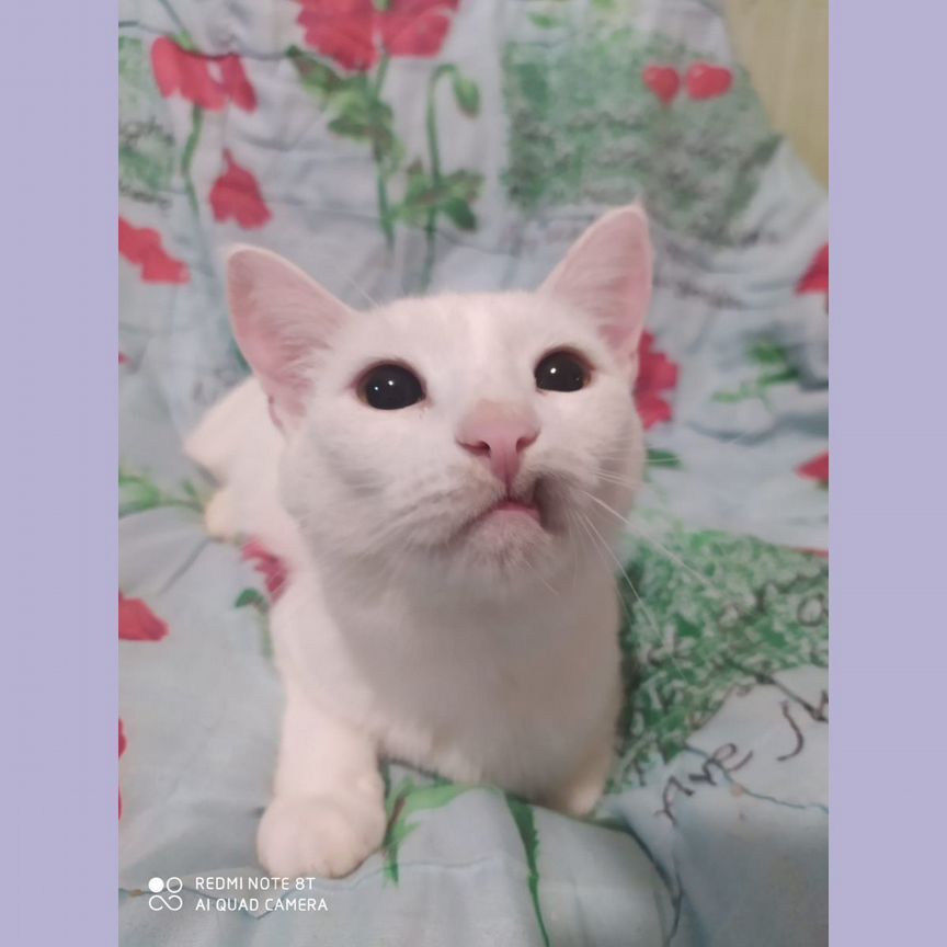 Глухой кот Сэмми в добрые руки