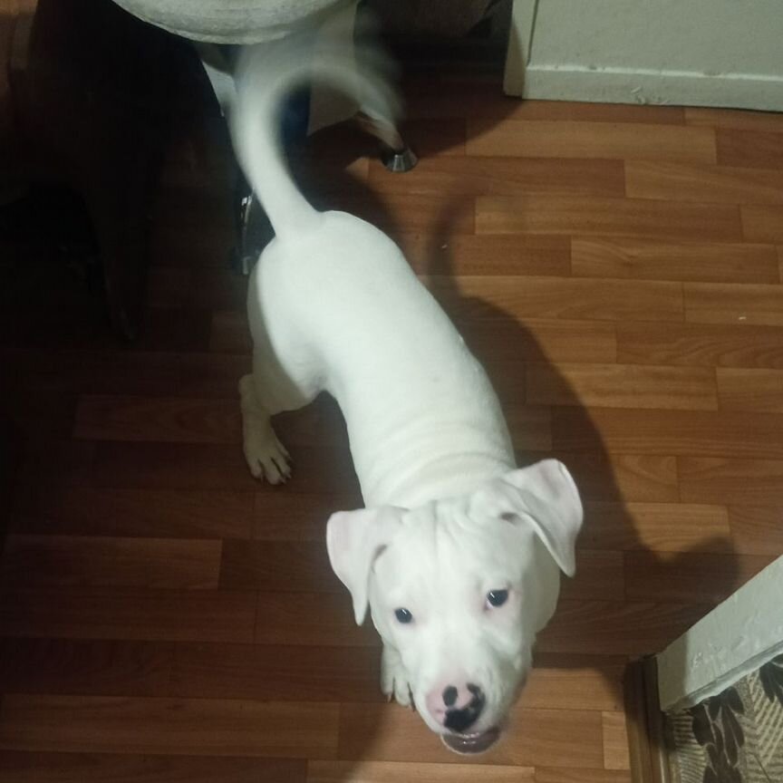 Американский стаффордширский терьер, щенок