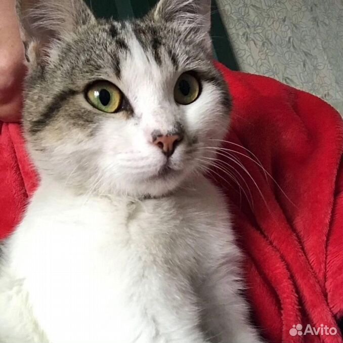 Славный молодой котик ищет хозяев