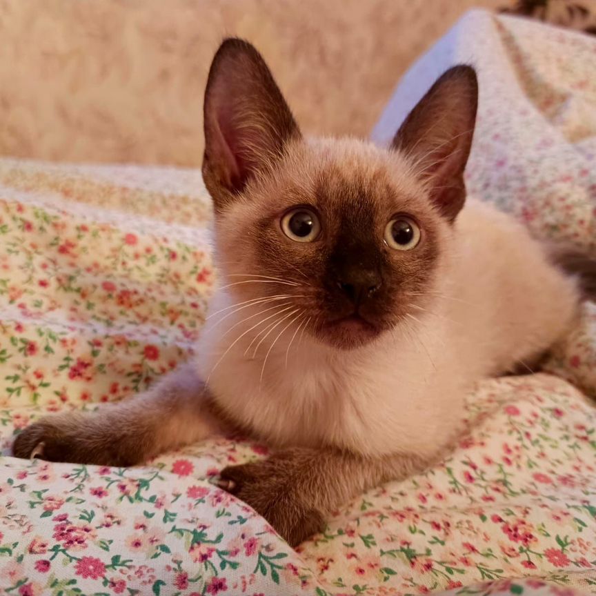 Тайский котенок