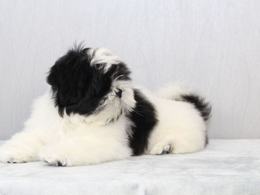 Лхасский апсо