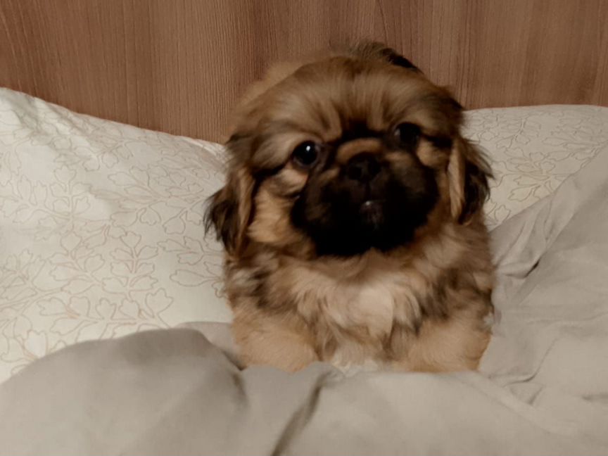 Щенки пекинеса