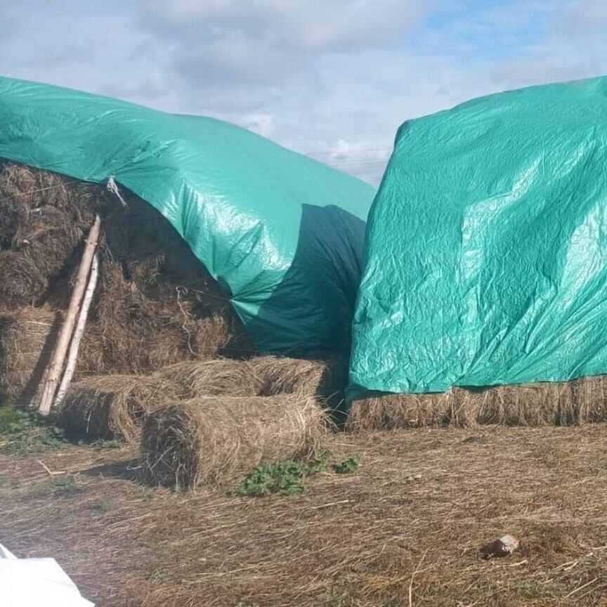 Продам сено в рулонах