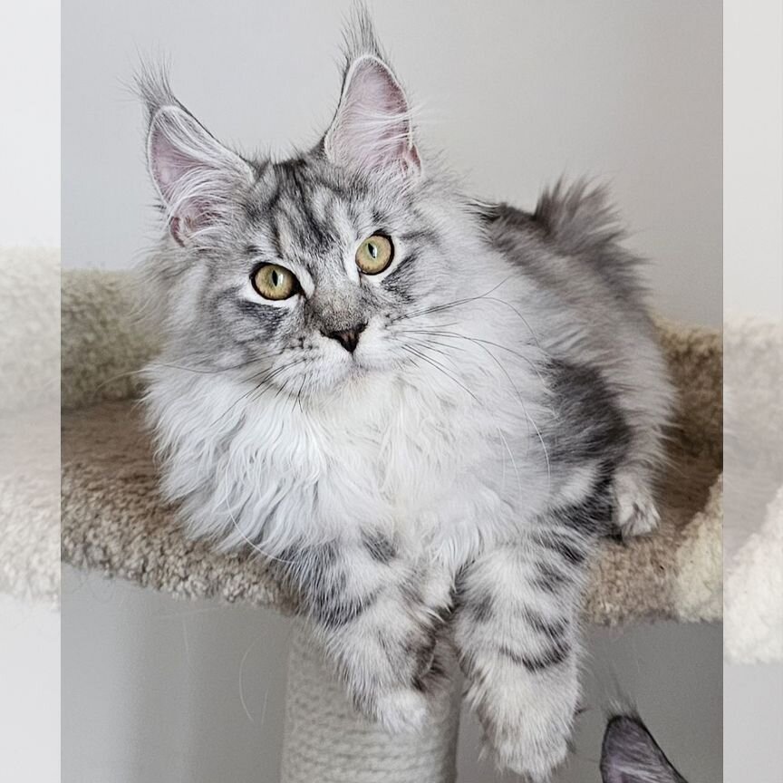 Полидактильный мейн-кун девочка