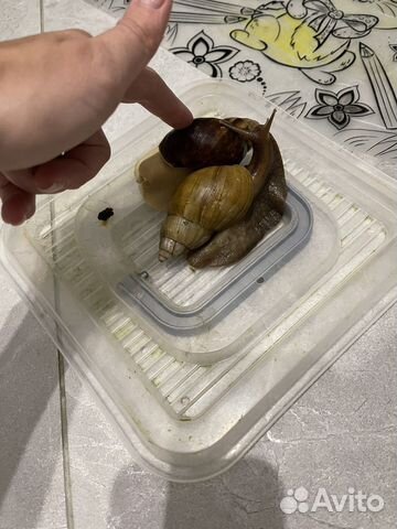 Улитки ахатины бесплатно