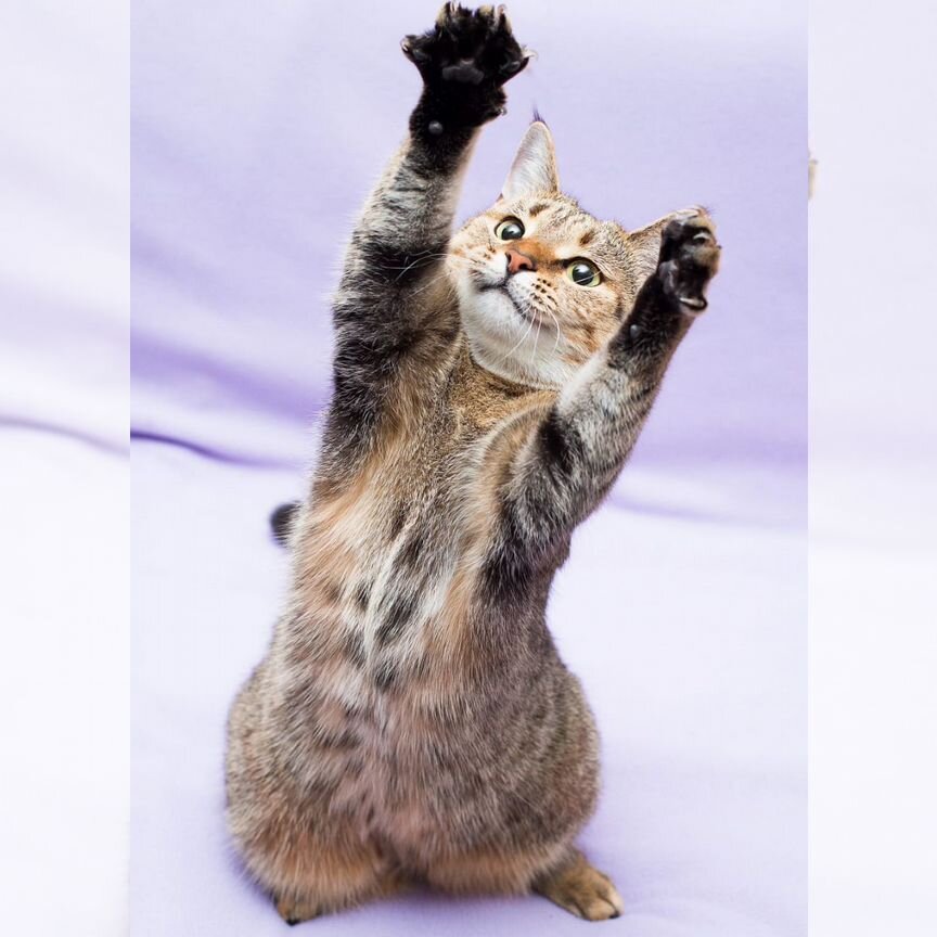 Игривая кошечка Белка